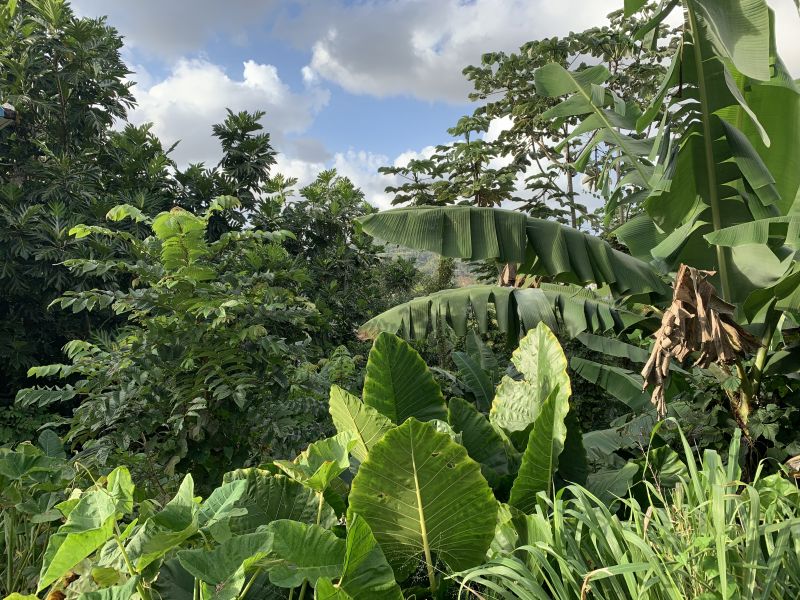 SANTA OLAYA, CASA EN BAYAMON, PUERTO RICO