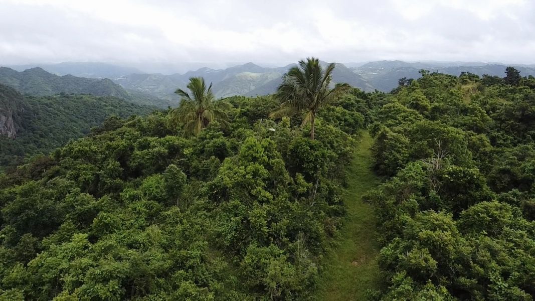 Bo. La Piedra, Finca en Cayey